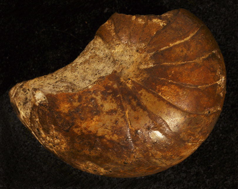 PALEO & GEO TOPICS: Comments by R. L. Squires: The Nautilus shell