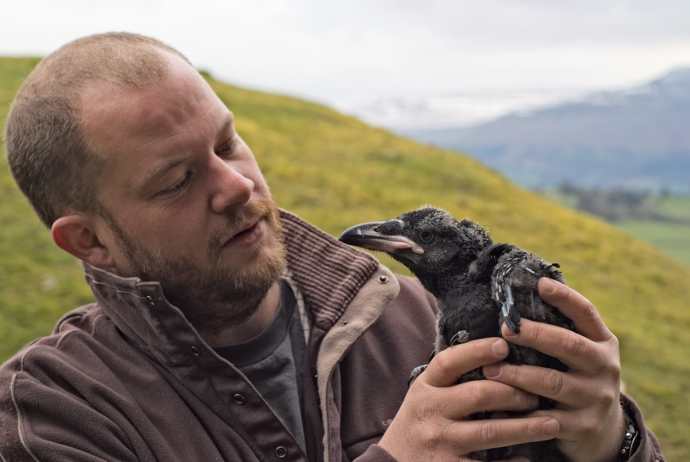 The Cardiff Bird Ringers: Great Odin's ravens!