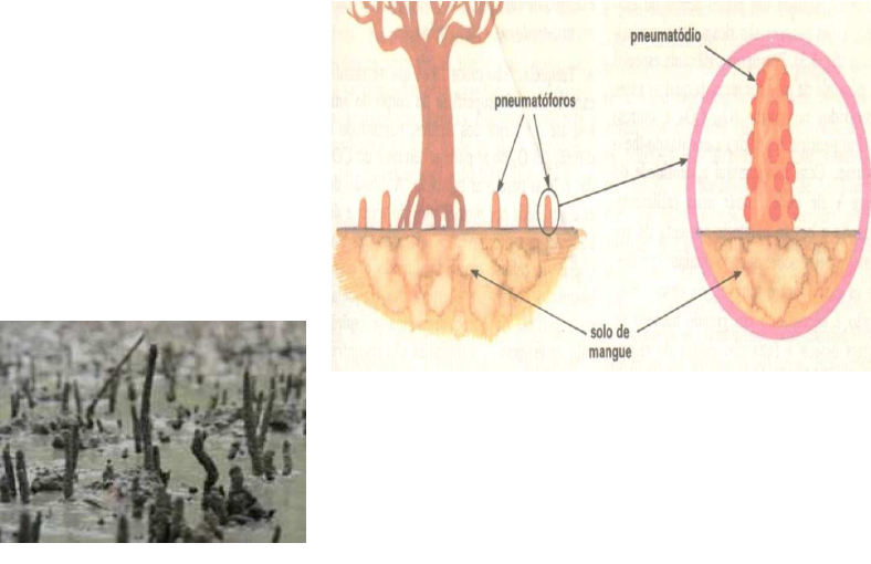 Você e as Ciências: Morfologia e Anatomia Vegetal