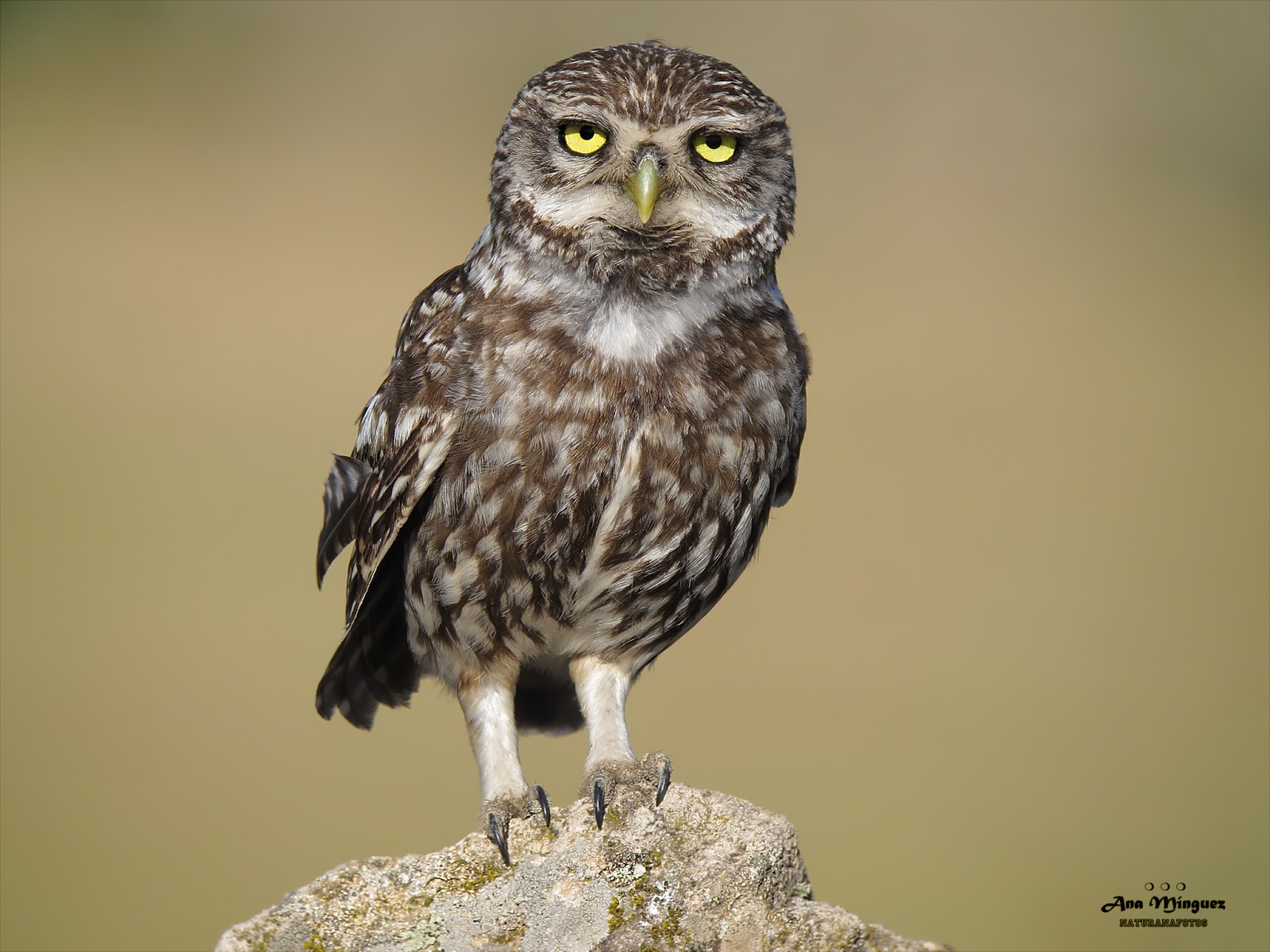 NATURANAFOTOS: Mochuelos