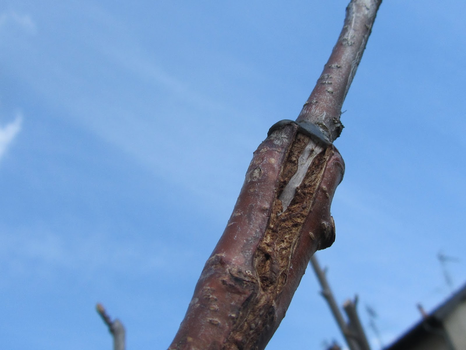 Cos'è un Innesto? A Cosa Serve Innestare le Piante da Frutto? | Il ...