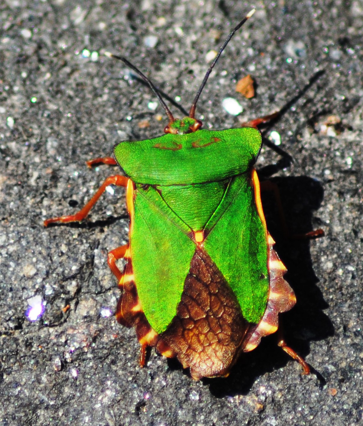 Professor P.Brain's blog: Sikkim Favourites