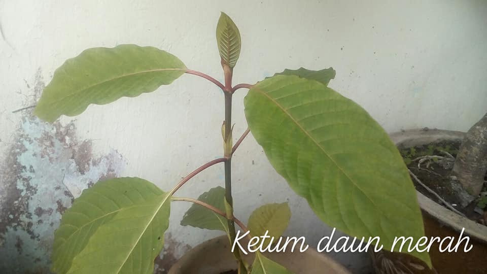 SamLusuh_LORAS@Lusuh_Adventure: Pokok ketum daun merah dan hijau (daun ...