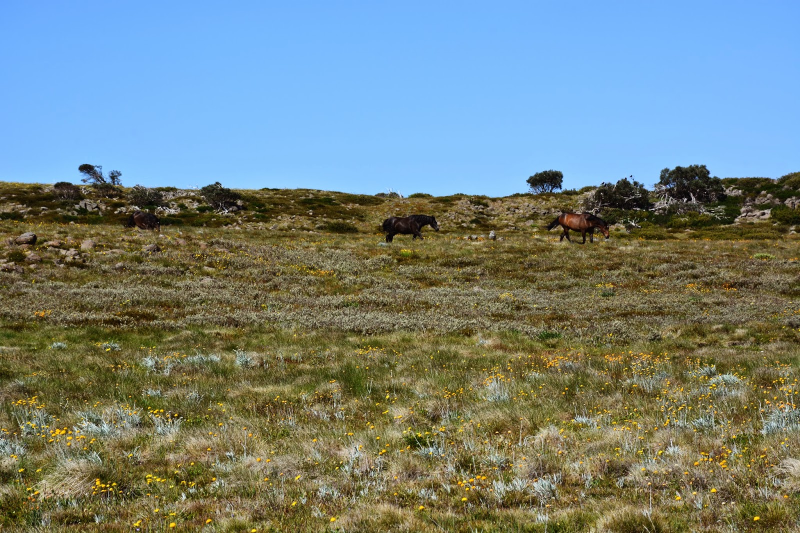 walkabouters club of victoria inc: Falls Creek Summer Camp - Bogong ...