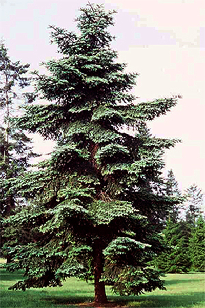 PlantZee: Information on Abies numidica