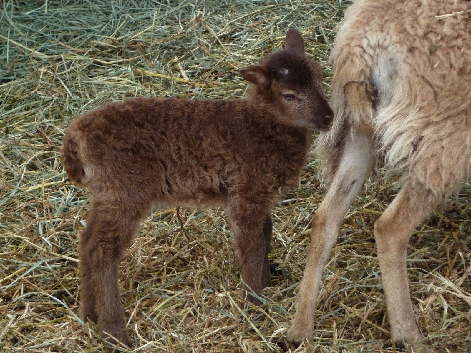 Woodland Creek Farm Soay Sheep