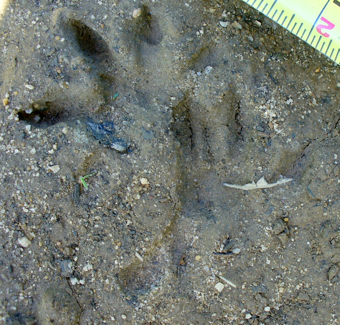 Long Island Tracks: June 2013