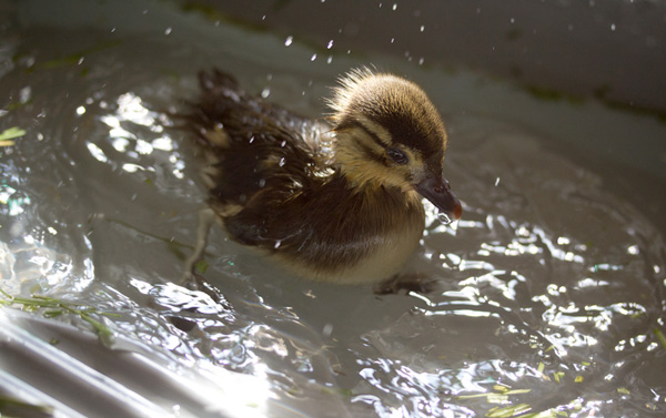 Baby duck swimming (17 pics) | Amazing Creatures
