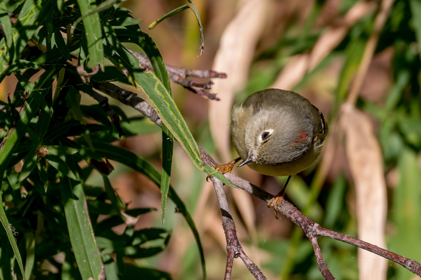 Ruby-crowned kinglet.