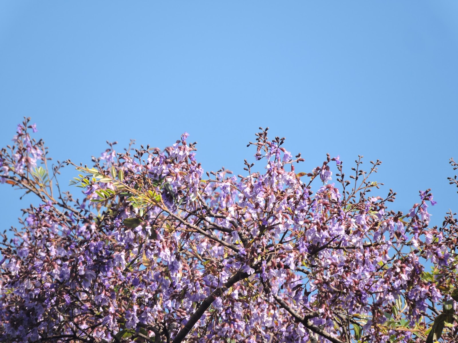 Fabaceae - Leguminosae no Brasil: Fabaceae - Bowdichia virgilioides ...