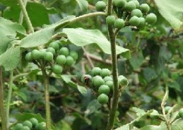 Mengenal Tanaman Bunga Cepokak dan Manfaatnya | 1001 Catatan, Cara dan Tips