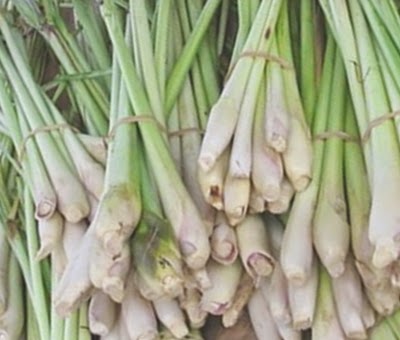 Manfaat dan Kasiat Daun Sereh atau Serai Untuk Menjaga Kesehatan - GEMA ...