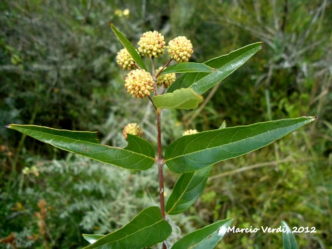 Argentina nativa: Sarandí colorado (Cephalantus glabratus)