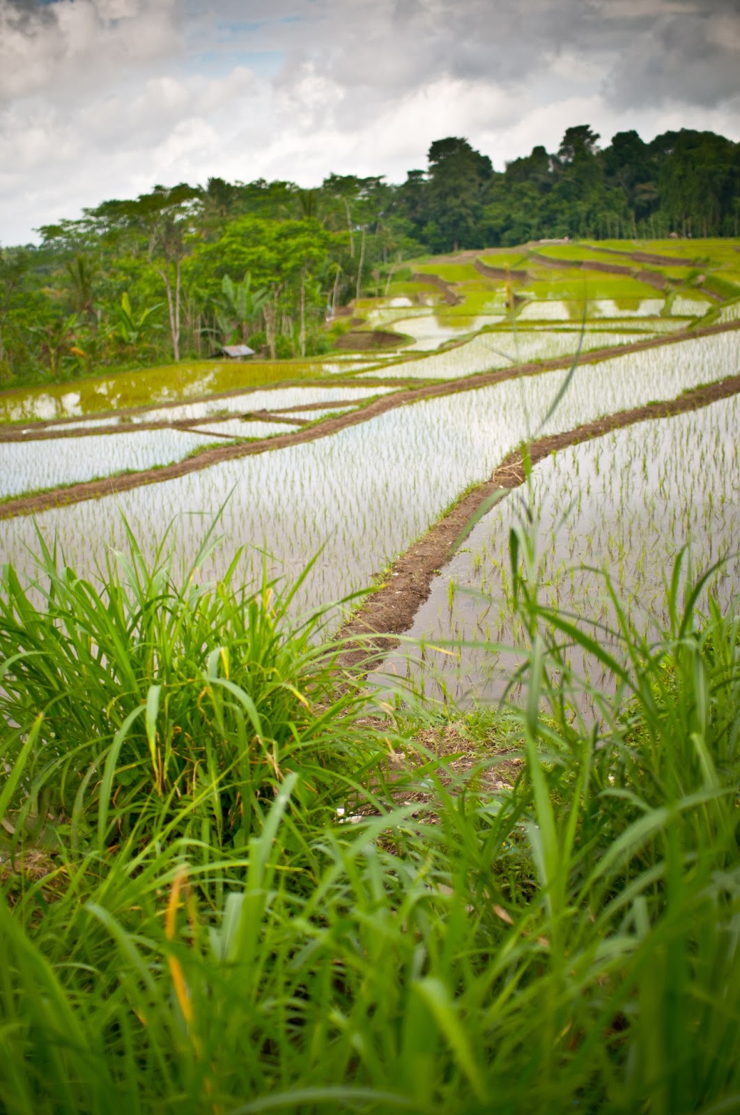 Bozinny Vacation: Wonderful Ubud - Rice Paddies, Monkies and gorgeous ...