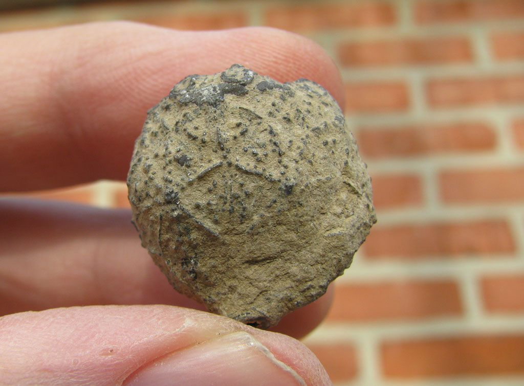 Views of the Mahantango: Caryocrinites ornatus cystoid from the ...