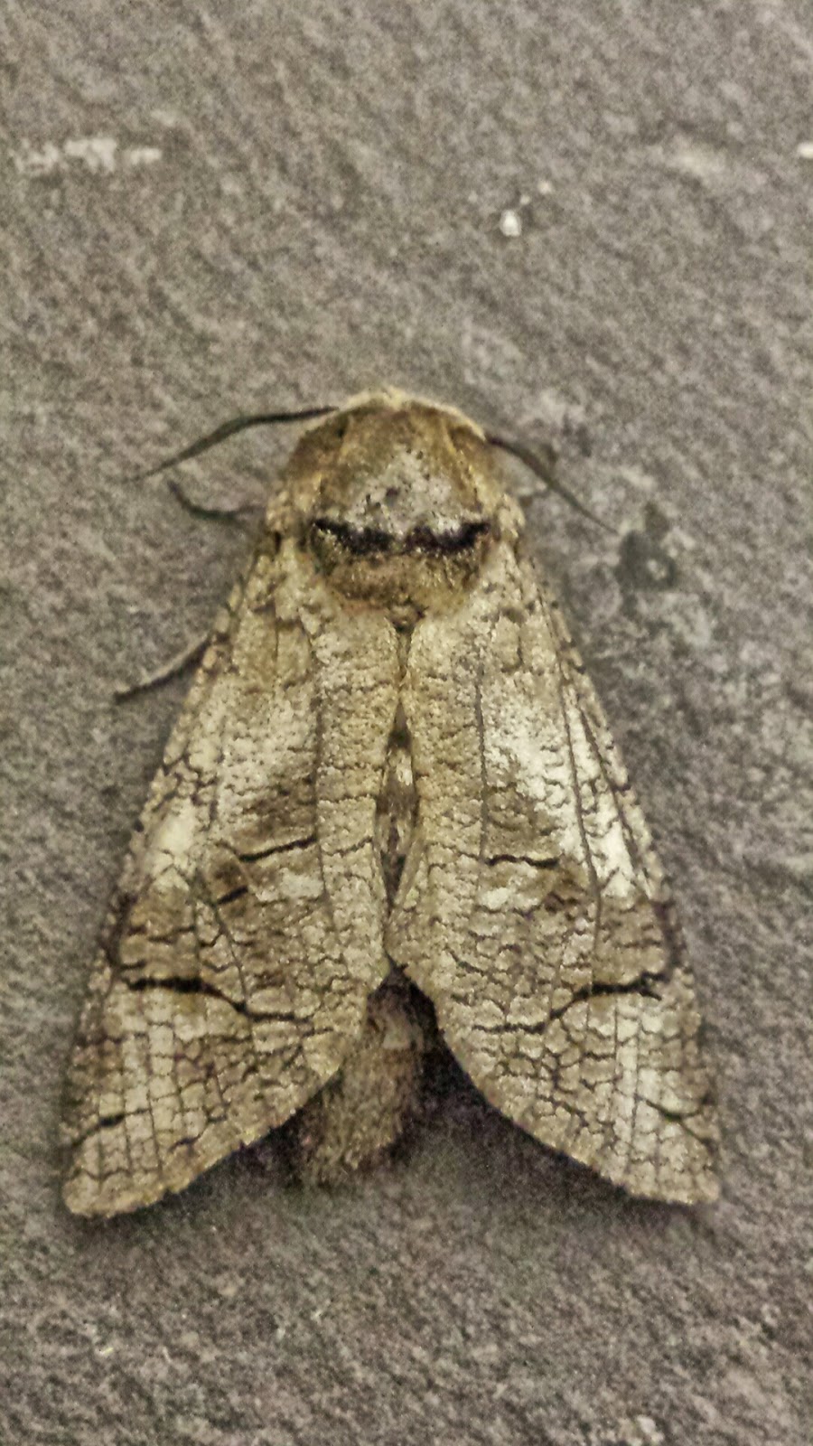 Monmouthshire Moth and Butterfly Group : Lighthouse Park