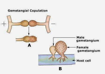 REPRODUCTION PROCESS OF FUNGUS