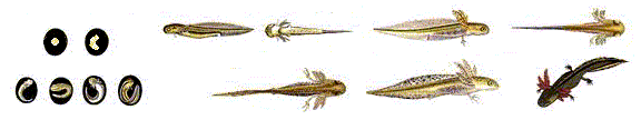 Descripción y Ciclo de Vida - Ajolote "Axolotl"