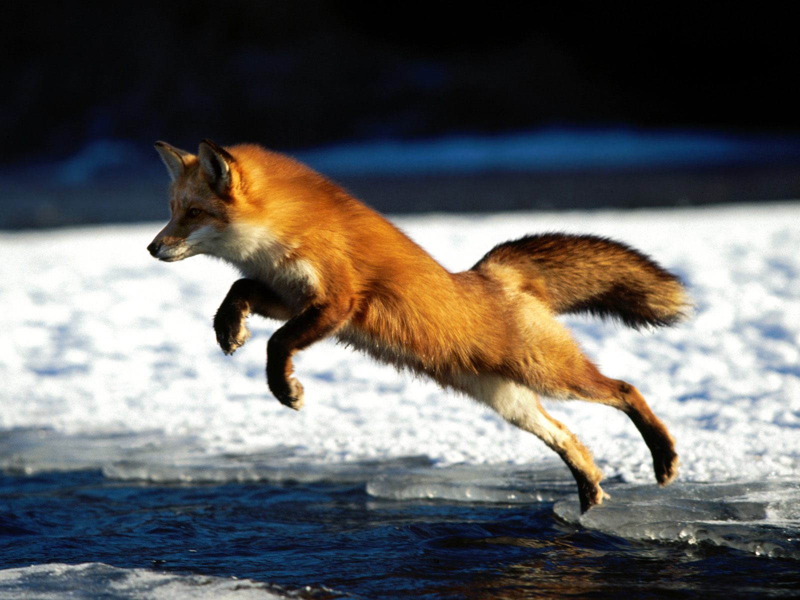 Red Fox | The Life of Animals