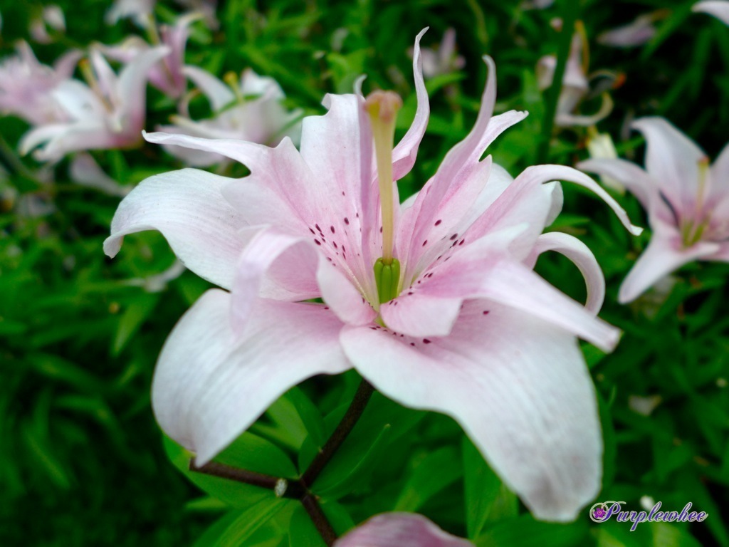 薇薇花园: 重瓣亚洲百合 'Elodie'