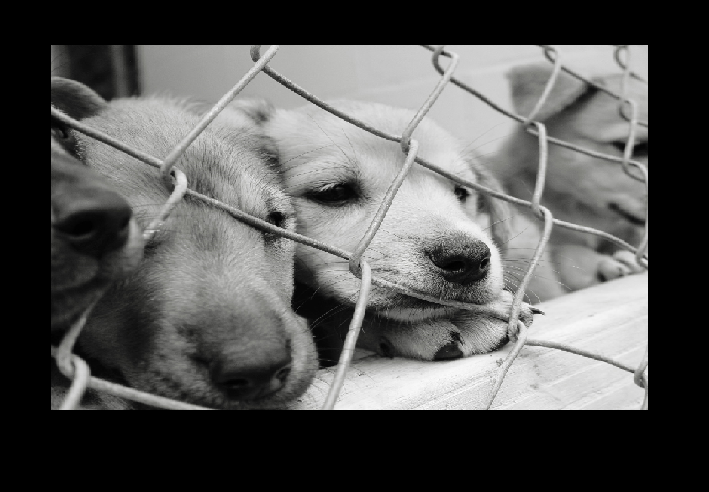 RAISE UR PAW NEWS: GO NO KILL - Helping Stop Kill Shelters