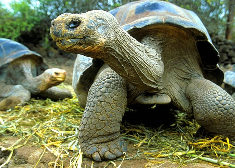 la vida de los animales: abril 2012