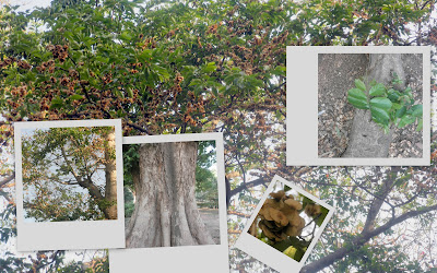 Indian trees: Kanju :Holoptelea integrifolia