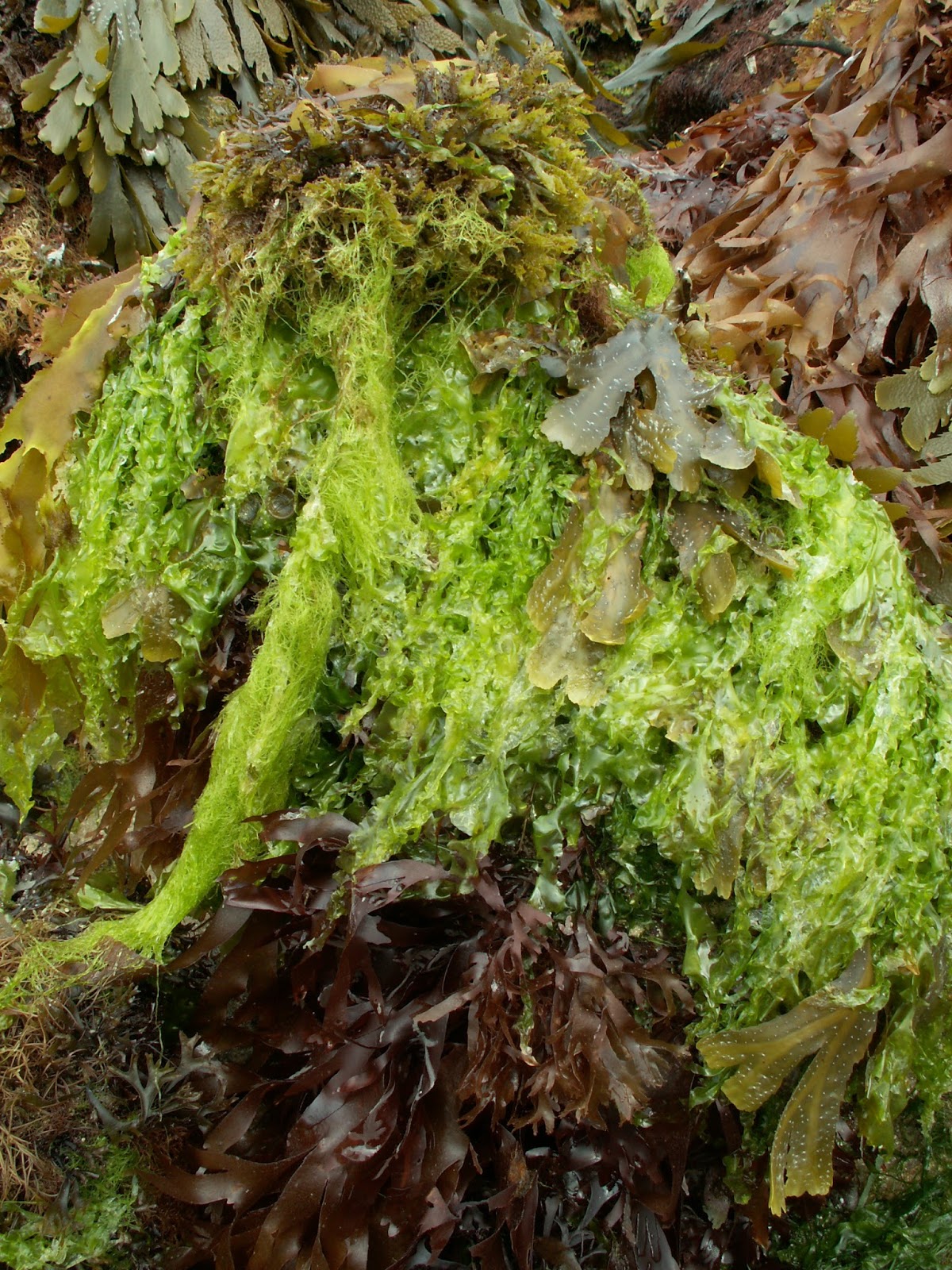 Les algues ou légumes de la mer | Paroles de diet