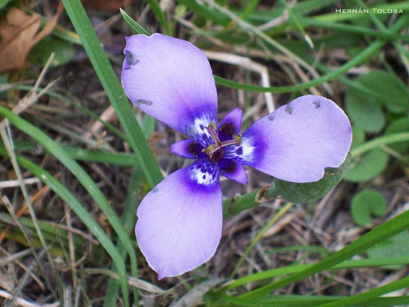 Flora Bonaerense: Tres puntas (Herbertia lahue)