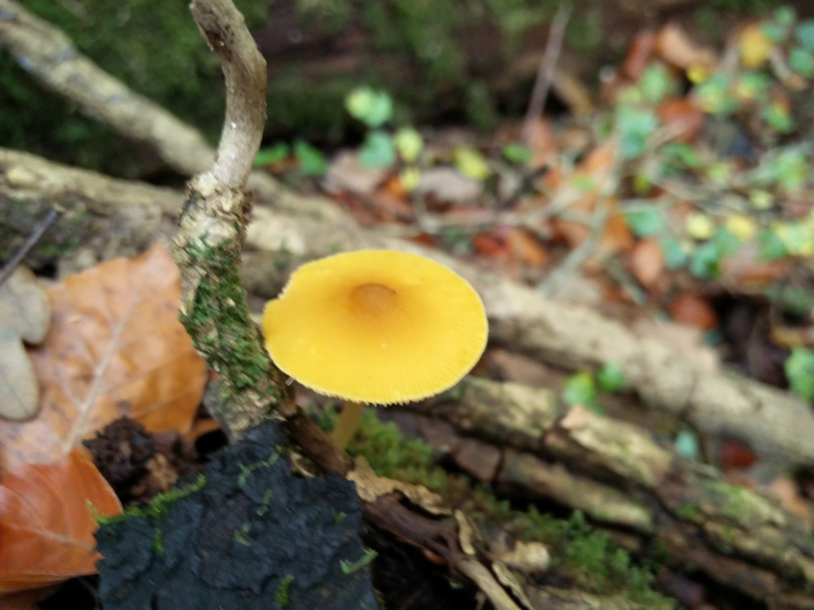 Misidentifying Fungi: In The Mens with the West Weald Fungus Recording ...