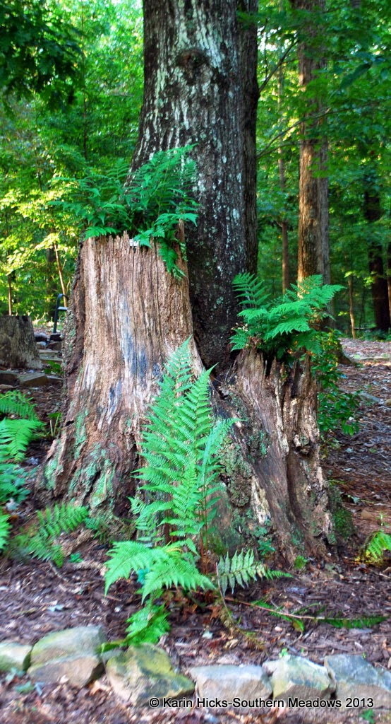 The Beauty of Dead and Decaying Wood