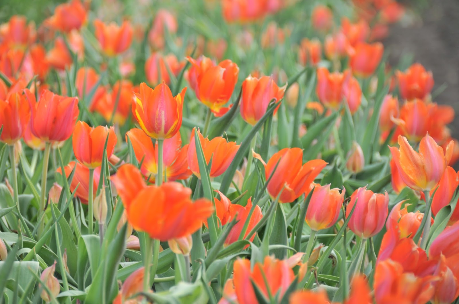 Fall Tulips from the World of Color - Cultivation Of Crops