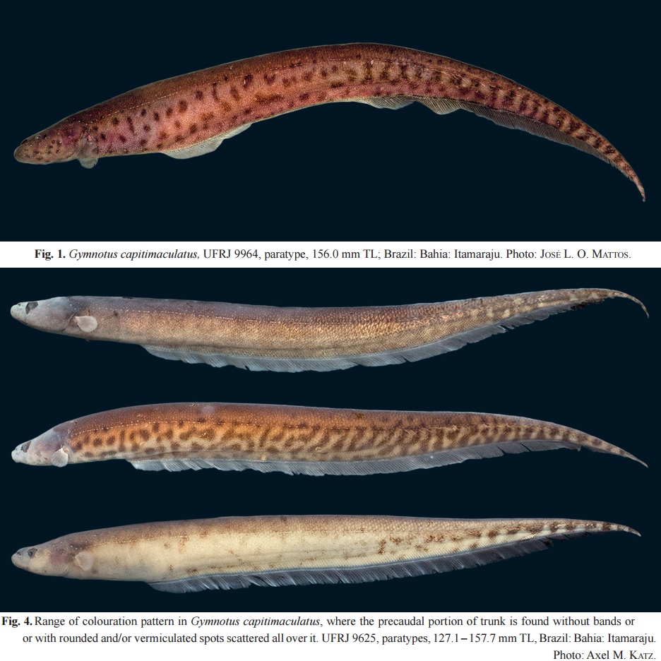Species New to Science: [Ichthyology • 2014] Gymnotus capitimaculatus ...