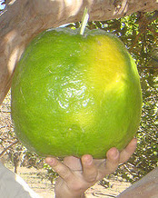 Gastronomía a Libreta Abierta, [=I=]: Tipos de limones