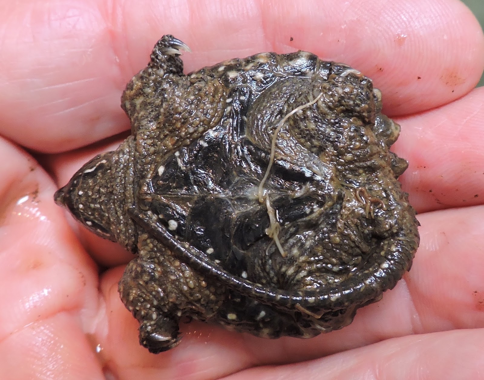 Springfield Plateau: Baby Snapping Turtle