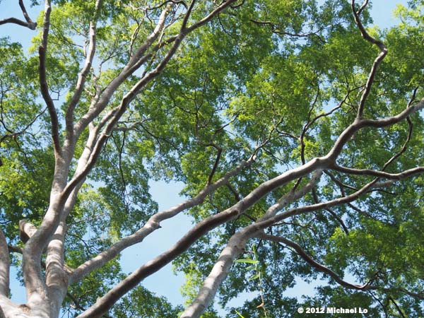 The rainforests of Borneo & Southeast Asia: Tapang tree (koompassia ...