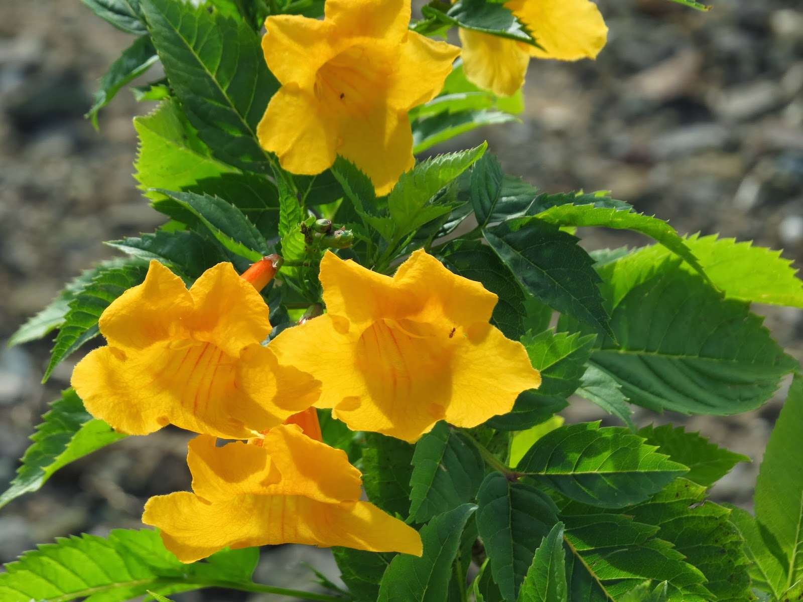 Musings: Tecoma hybrid Sierra Apricot