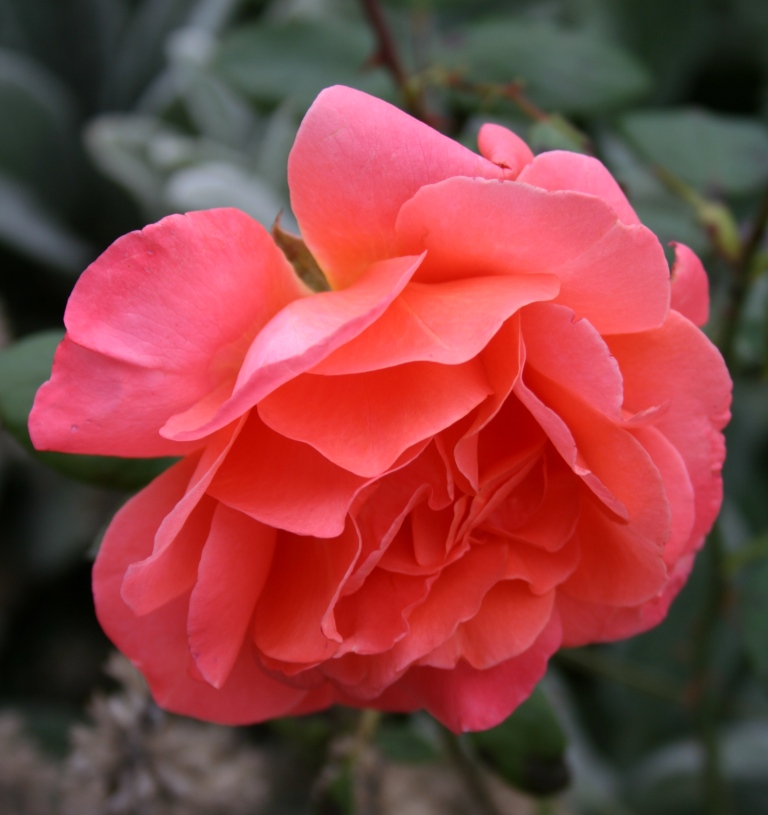 Garden Musings: Maria Stern Mopes