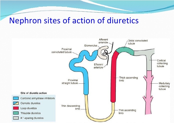 Study Medical Photos: Diuretic Drugs --Charts
