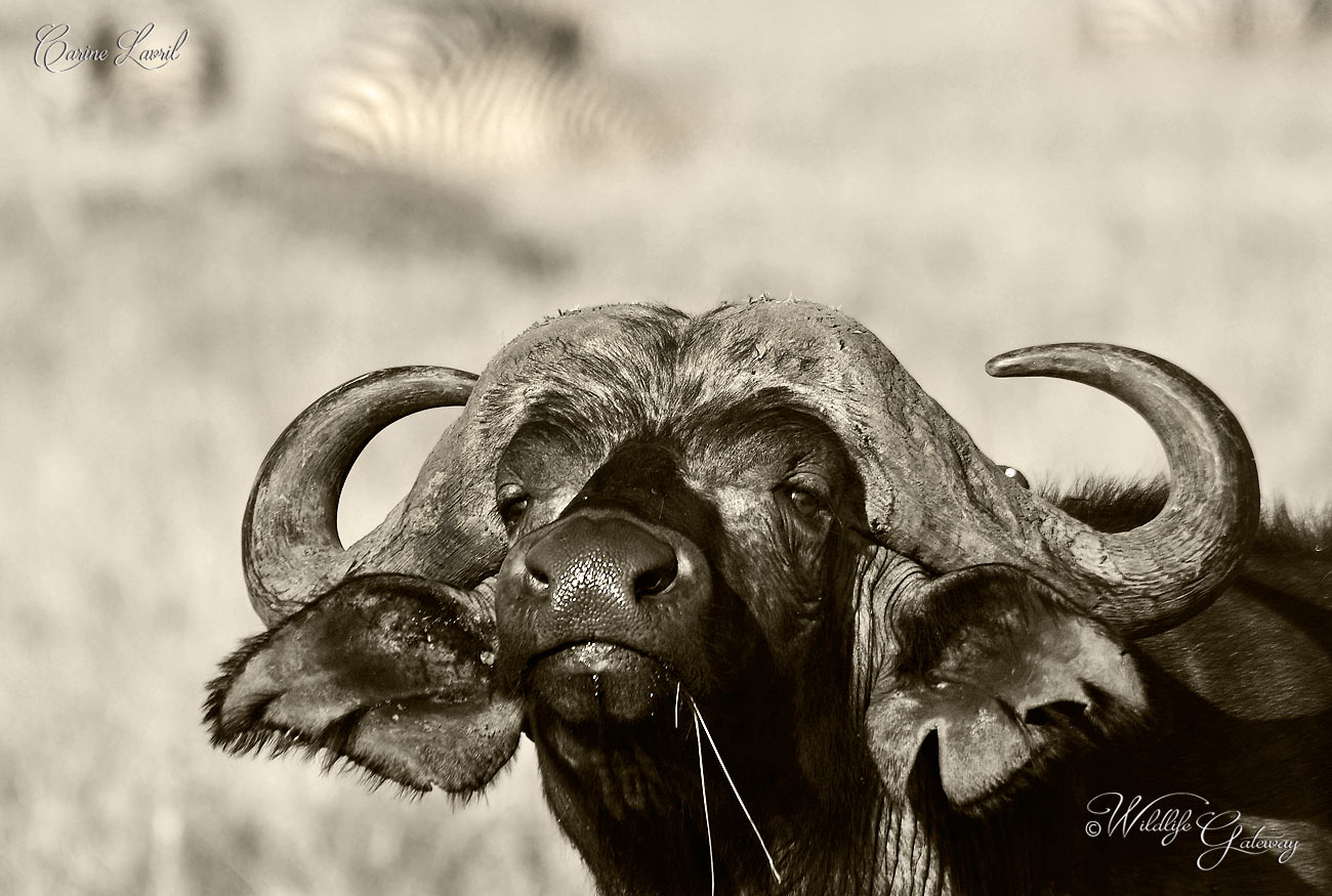 WILDLIFE GATEWAY: Le Buffle d'Afrique