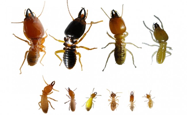 Kimia TMTK C: Rayap, Si Hama Lucu Penghasil Selulosa