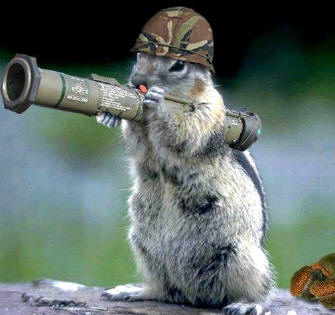 Funny squirrels with guns |Funny Animal