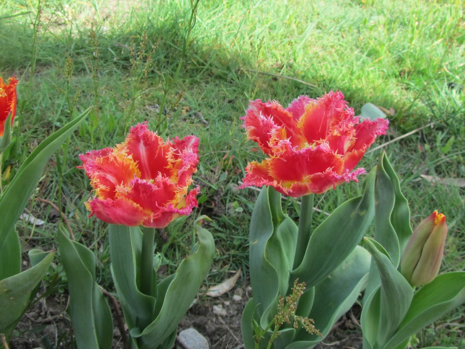 Quando Piantare i Tulipani ? - Coltivazione e Cure | Il Gusto Della Natura