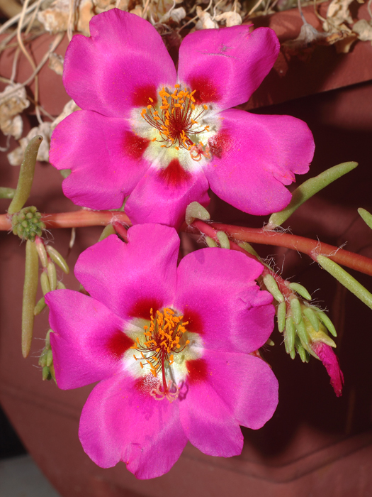 El Jardín Sucronense: Verdolagas de colorines