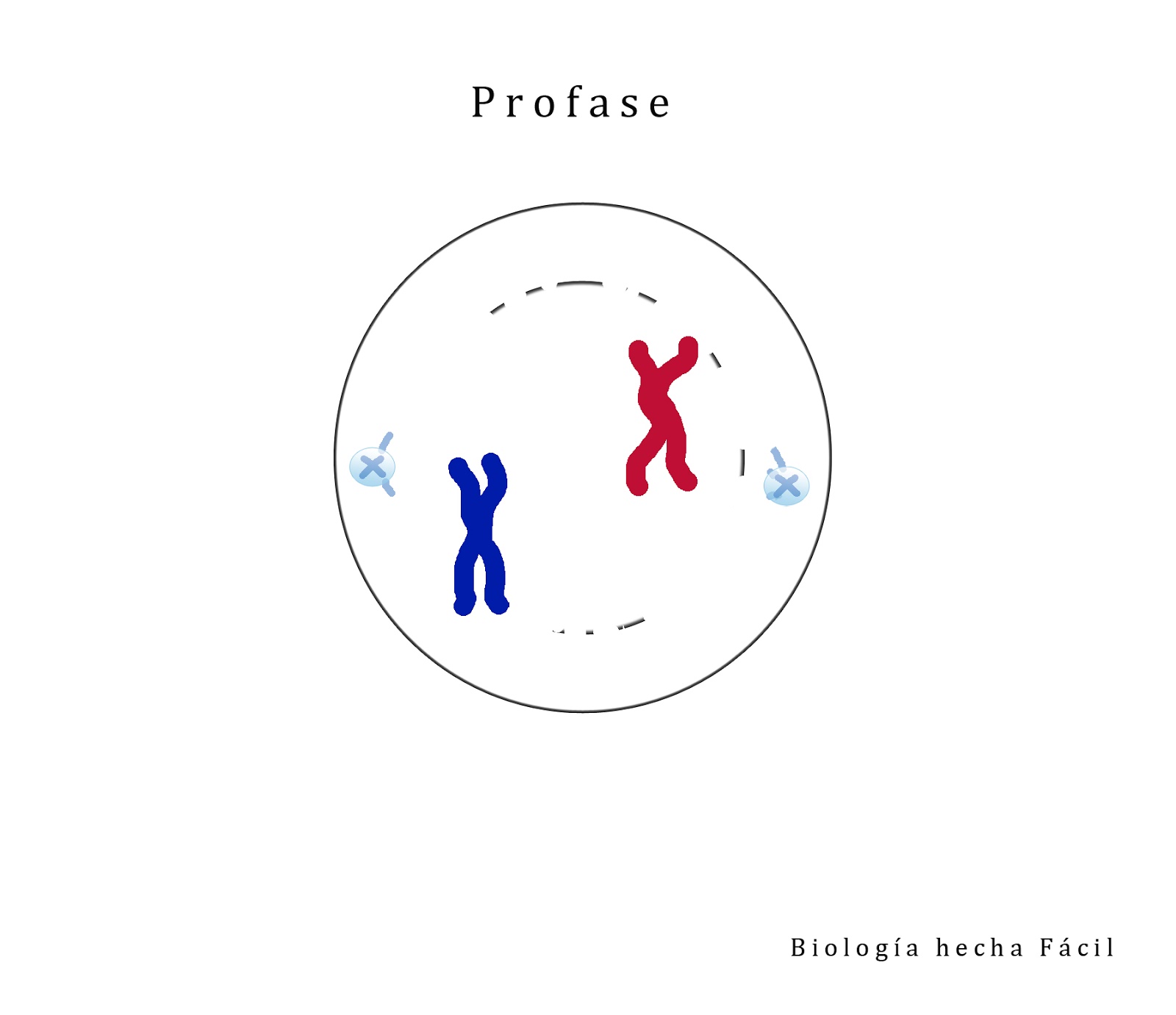 Biología hecha Fácil: Mitosis paso a paso, en imágenes