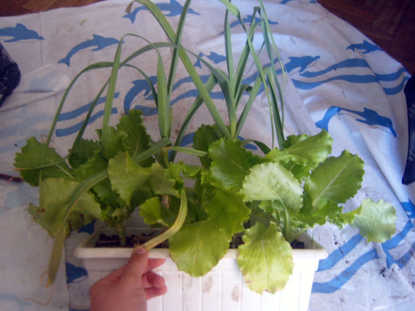 Mi pequeña Huerta Enjaulada: La lechuga, perfecta para cosechar en casa