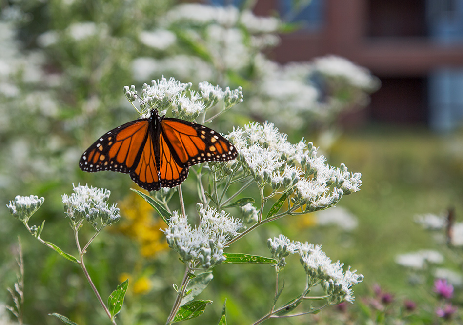 Urban Wilderness: Monarchs return in force to the Monarch Trail