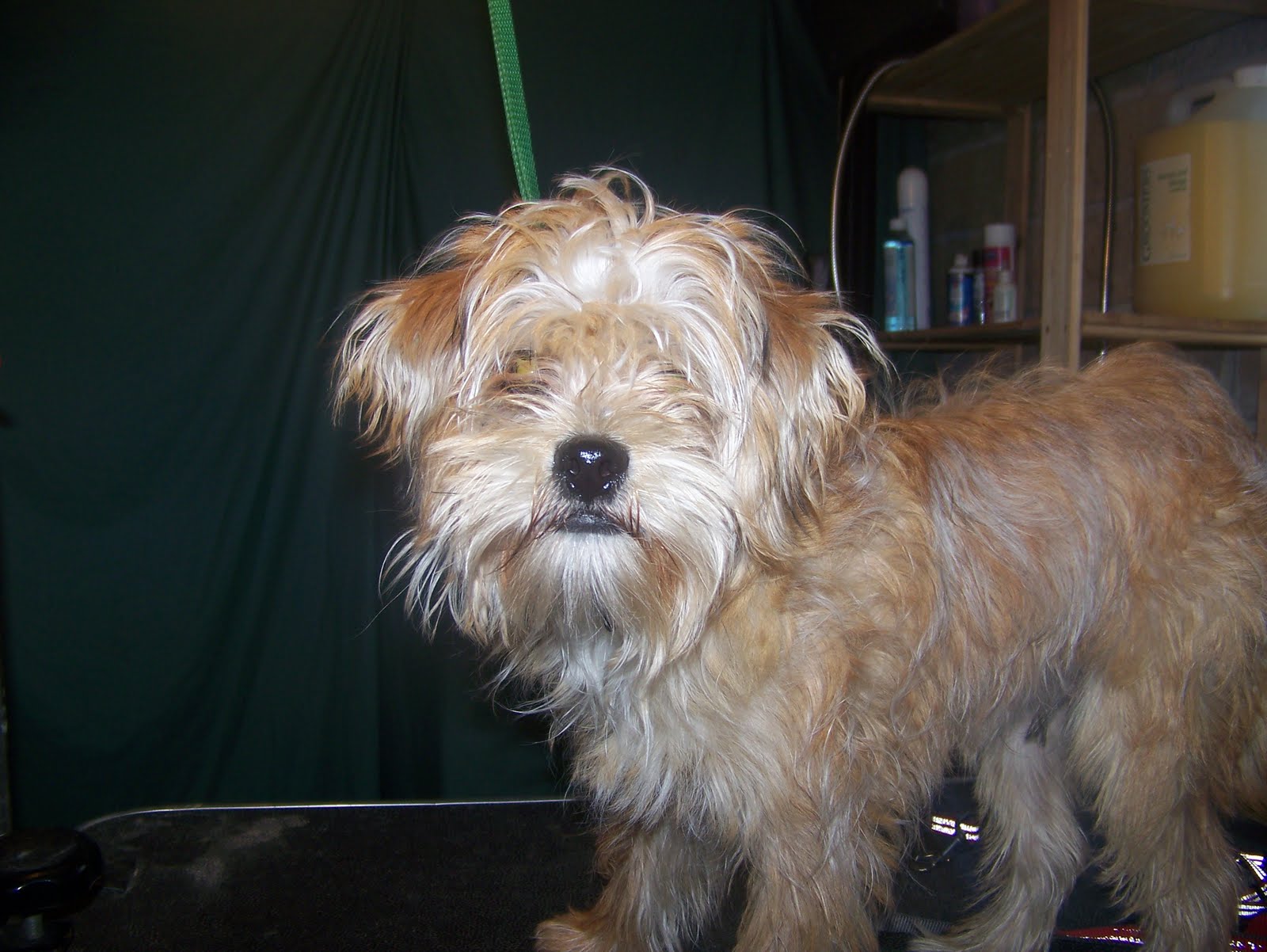 Blissful Dog Grooming: Harry- Yorkie X Lhasa Apso