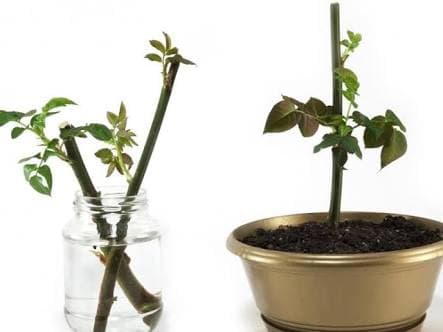 Cara Budidaya Tanaman Hias Bunga Mawar Paling Mudah dan berhasil ...