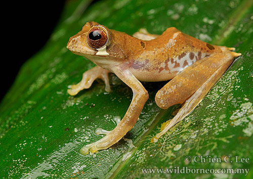 Species New to Science: [Herpetology • 2005] Rhacophorus gadingensis ...